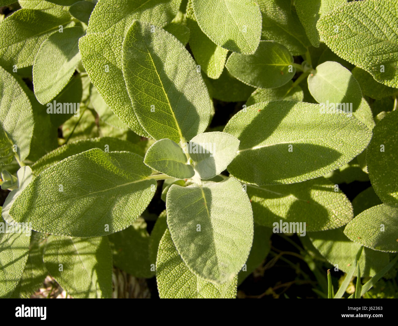 leaves sage medicinal plant plant garden leaves sage gardens medicinal ...