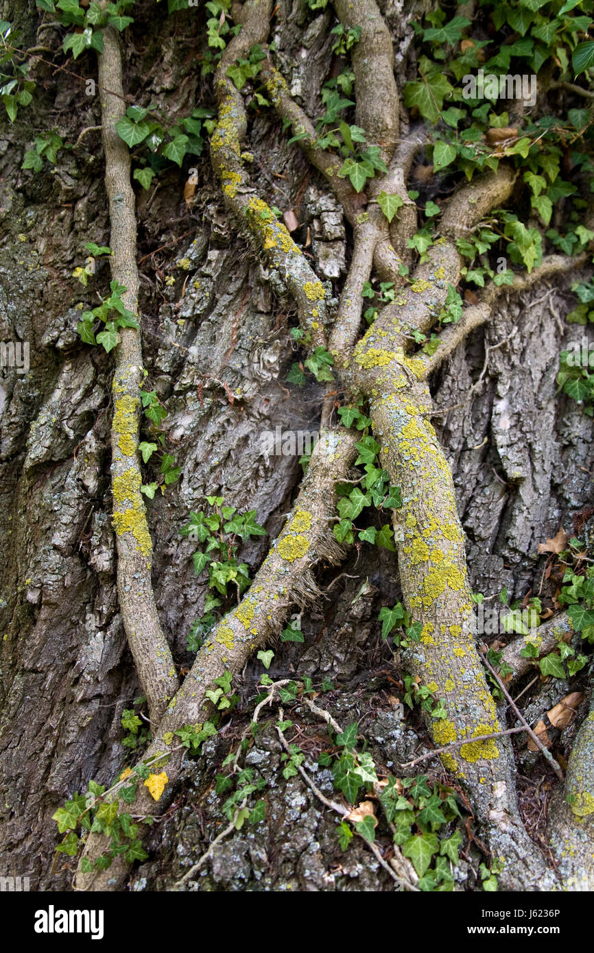 Wrgepflanze hi-res stock photography and images - Alamy