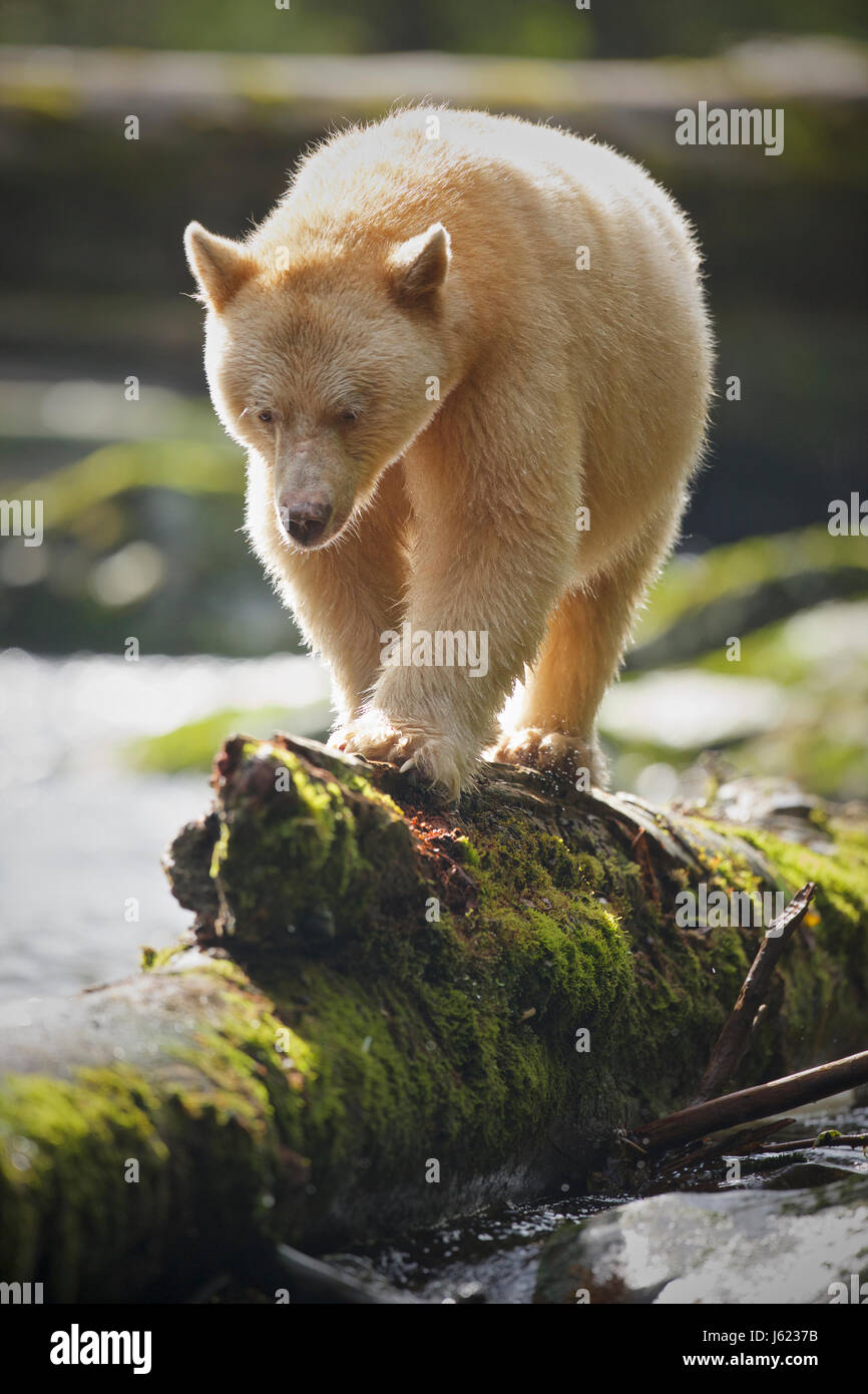 Kermode Bear Ursus Americanus Kermodei Also Known As The Spirit Bear British Columbia