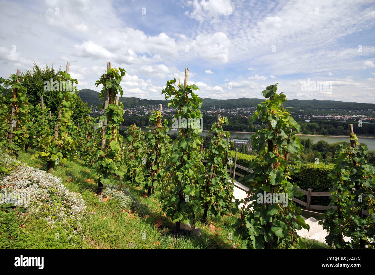 vineyard common grape vines ships sailing boat sailboat rowing boat ...