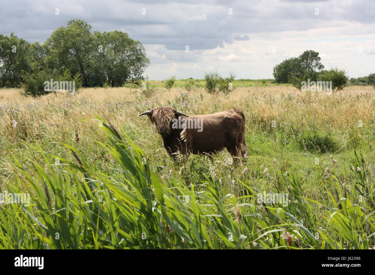 animals scotland buffalo meadow forest nature green animals field ...