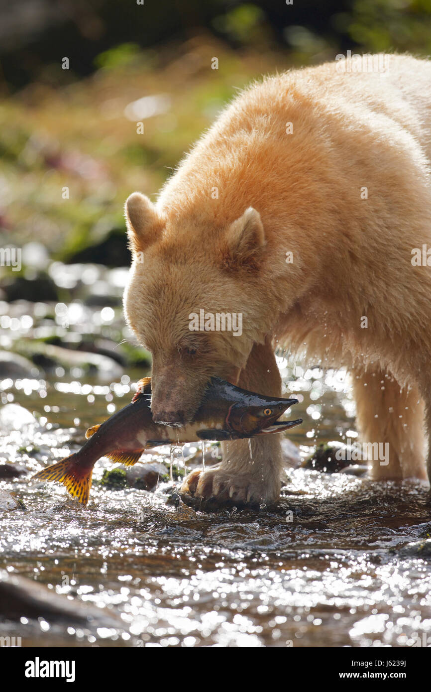 Kermode bear (Ursus americanus kermodei), also known as the "spirit ...