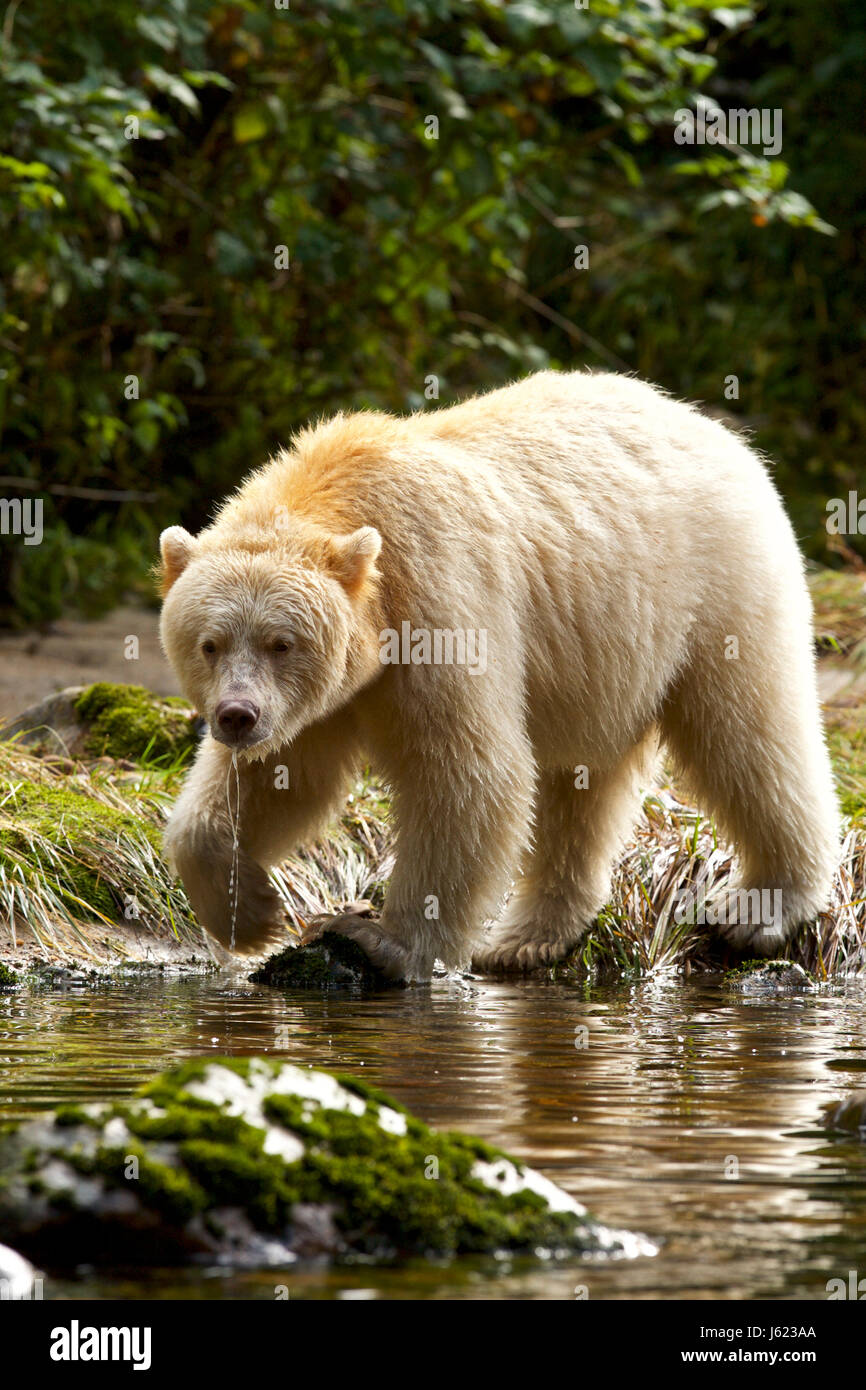 Kermode bear (Ursus americanus kermodei), also known as the "spirit ...
