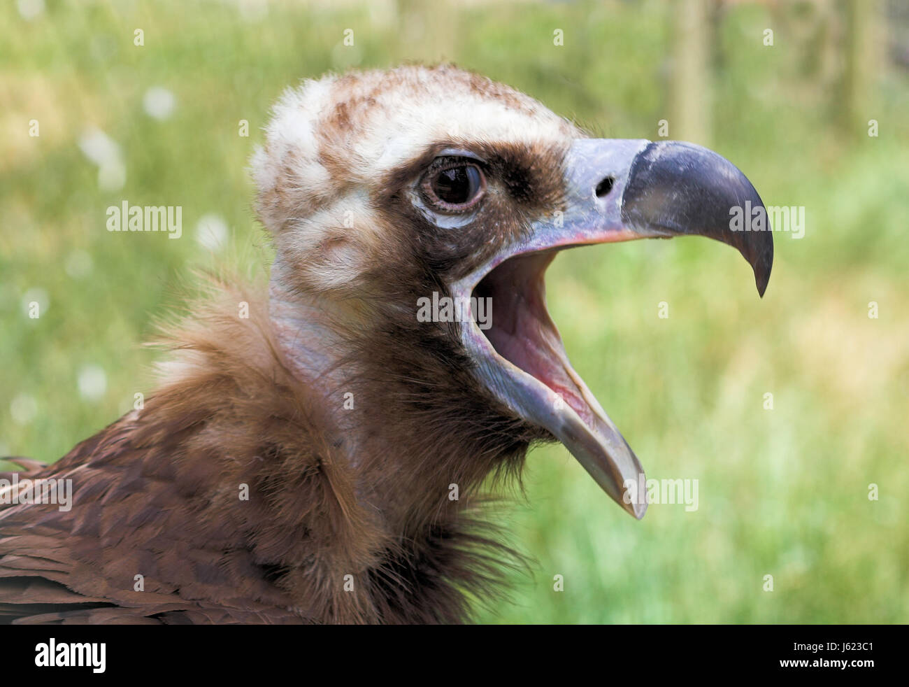 bird birds birds of prey raptor vulture bird birds crouch feathers beak ...