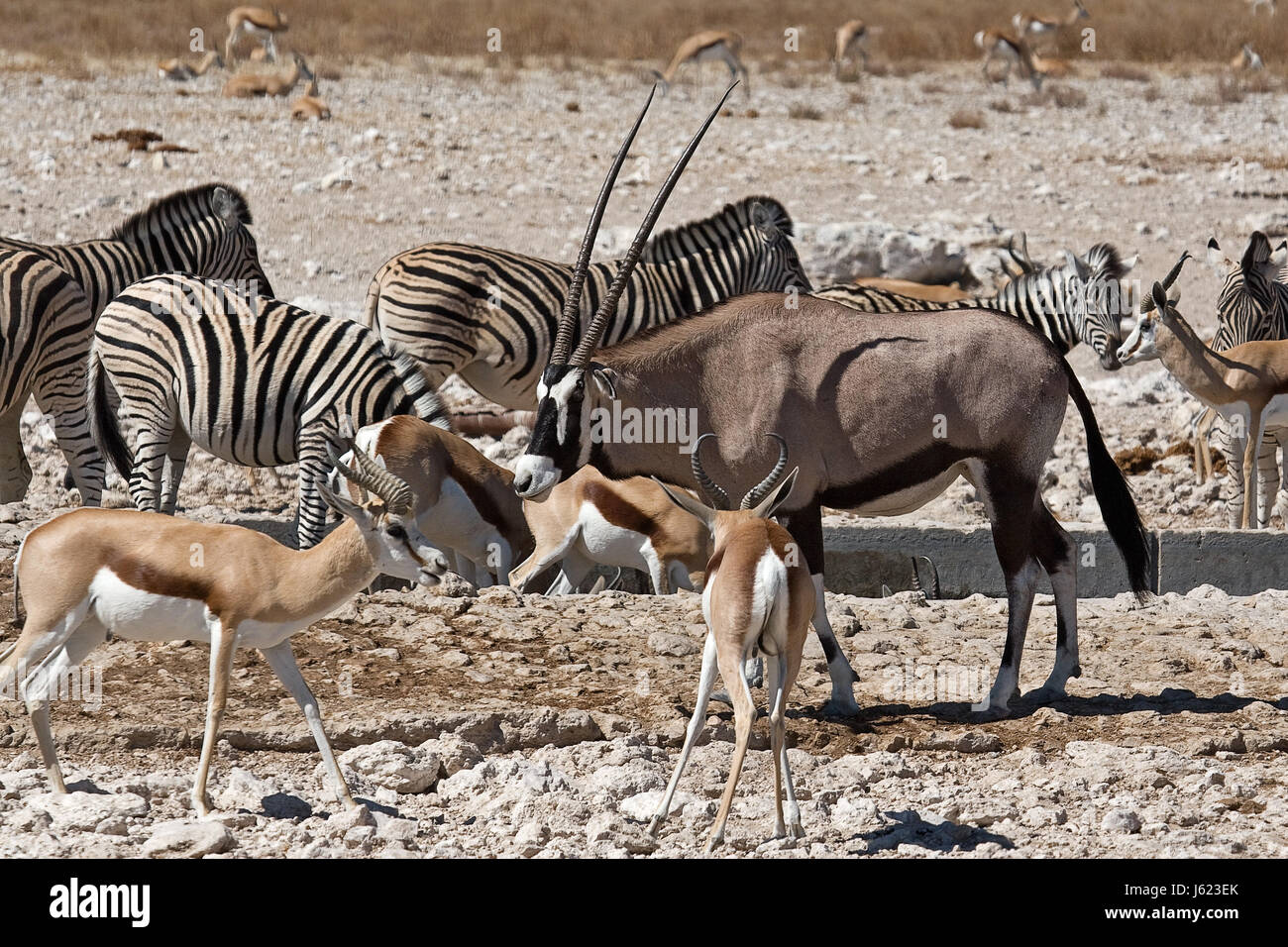 Antelops hi-res stock photography and images - Alamy