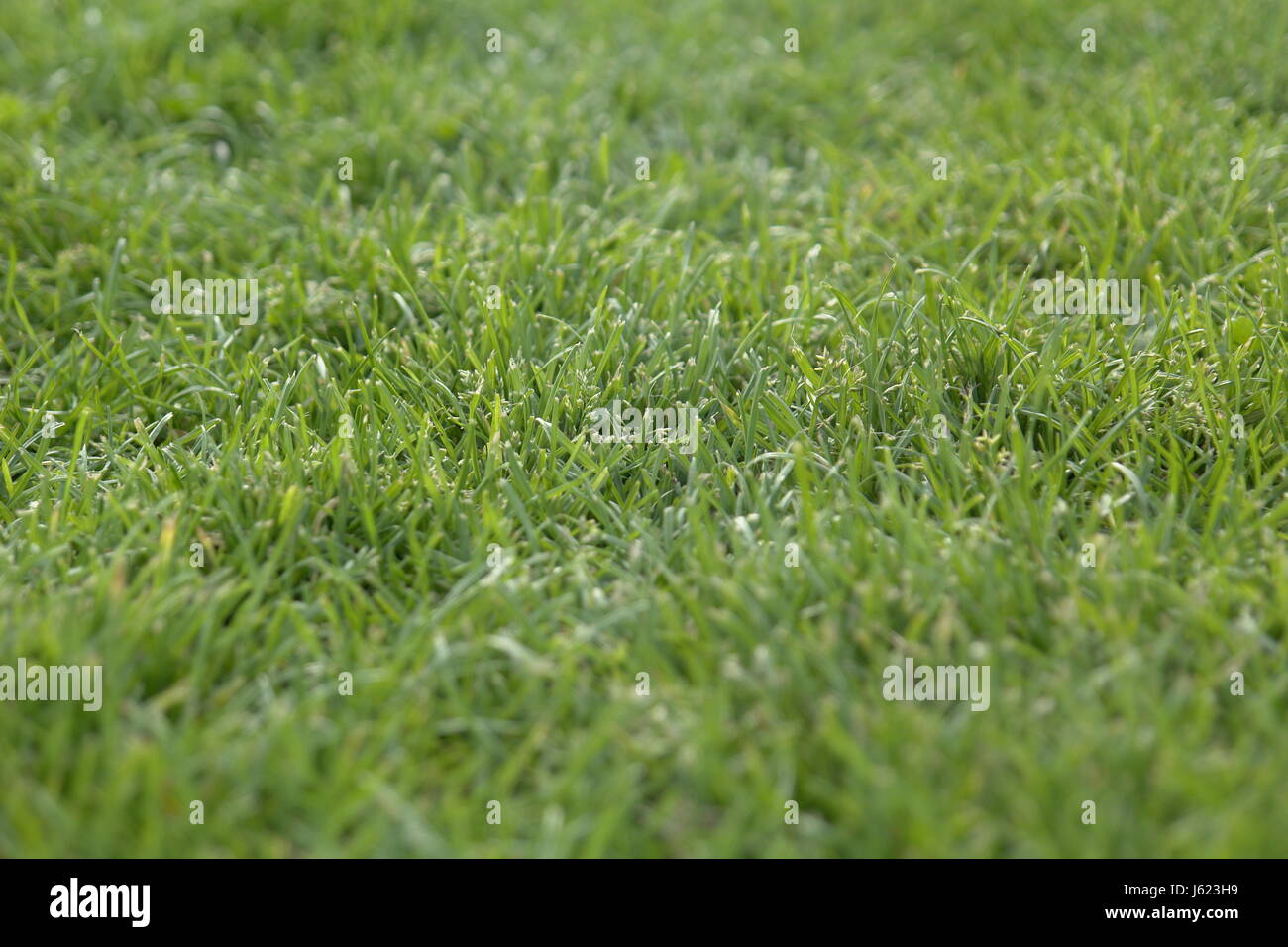 green blades of grass blade of grass grass meadow lawn backdrop ...