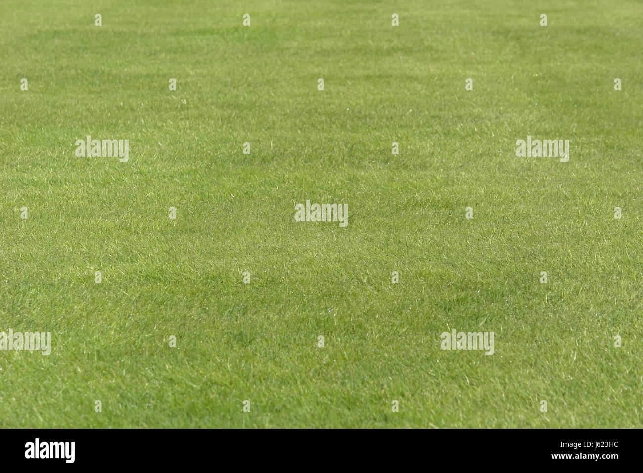 Grastextur hi-res stock photography and images - Alamy