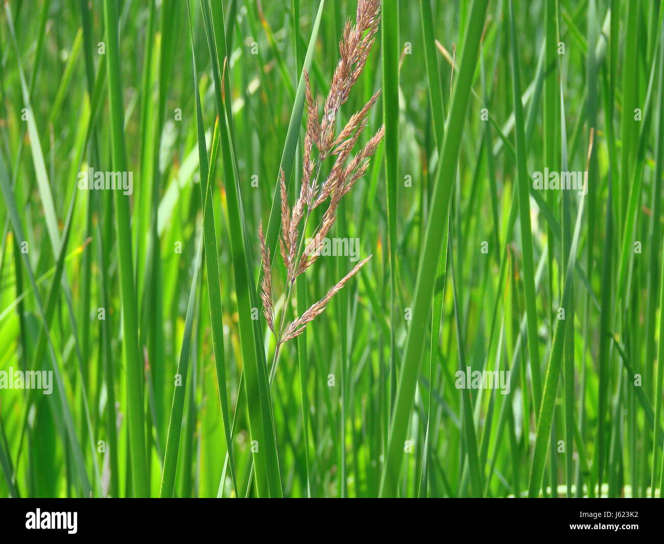 swamp blade green swamp blade meadow grass lawn nature schilff schilff ...