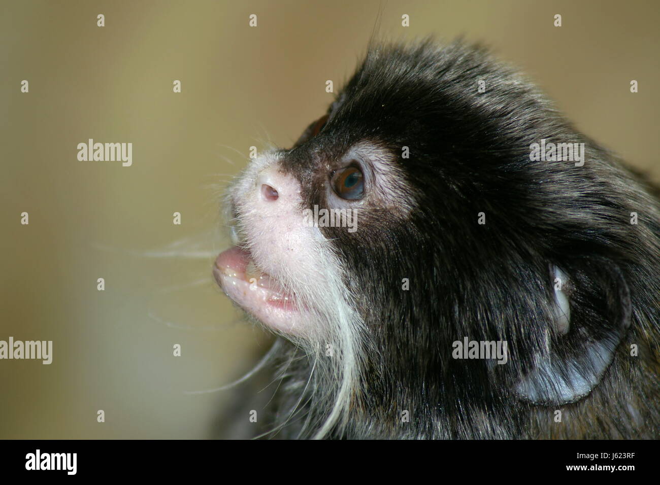 primates profile portrait eyes look glancing see view looking peeking ...
