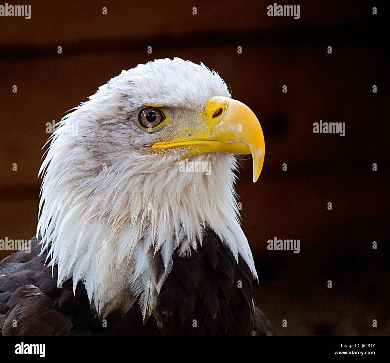bird portrait birds raptor bird portrait birds raptor weikopfseeadler ...