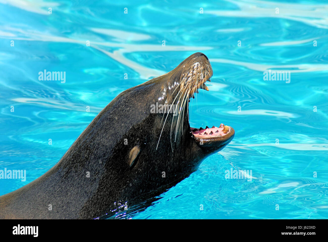 mammal predator seal salt water sea ocean water waters mammal predator ...
