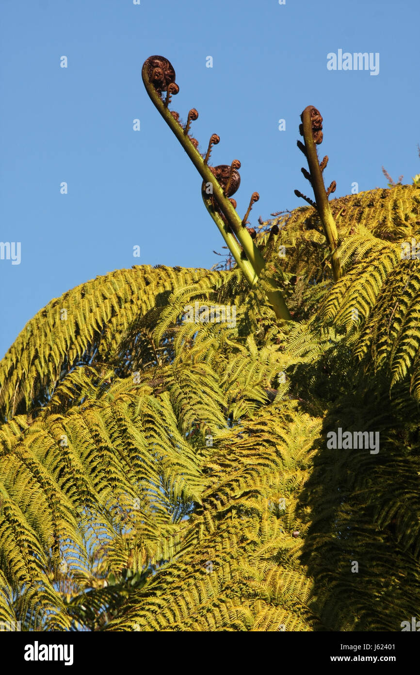 tree botany new zealand fern plant fauna flora grow development unfold ...