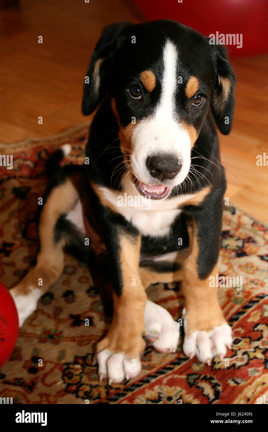 swiss mountain dog puppy Stock Photo - Alamy