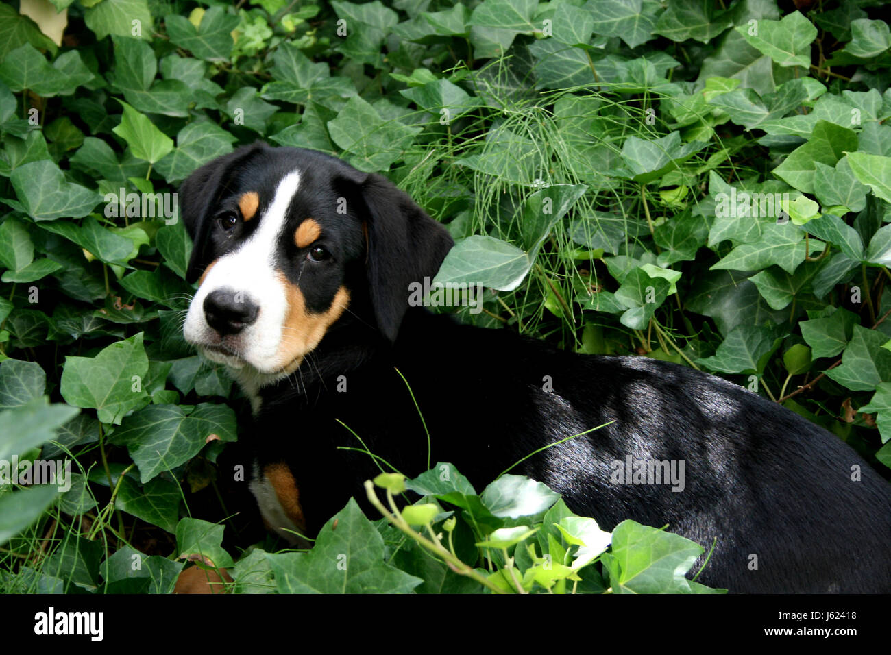 swiss mountain dog puppy Stock Photo - Alamy