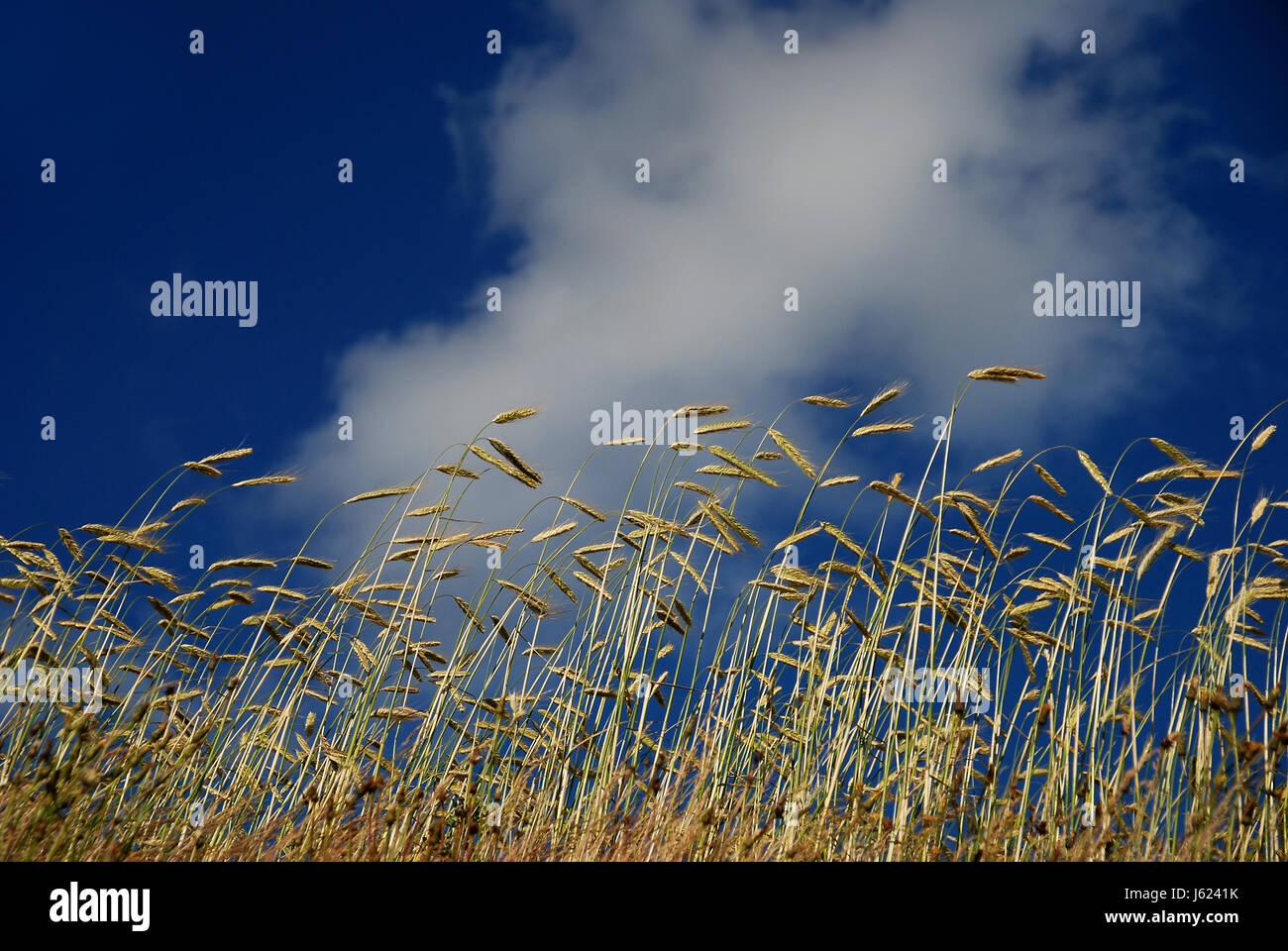 cloud grain thunder-storm corn field grain field harvest cereal ...