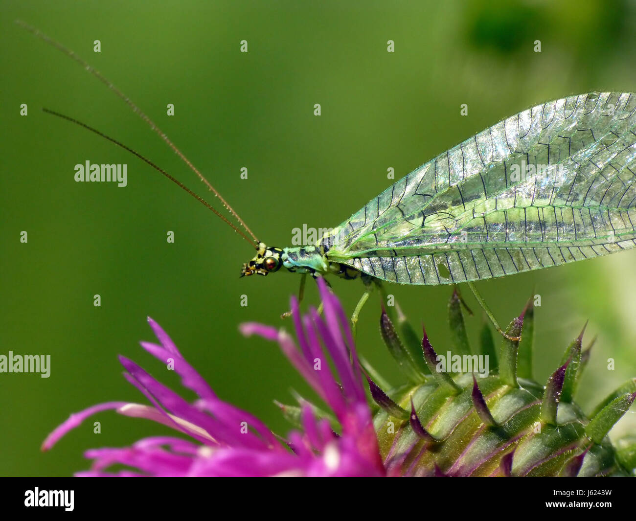 insect fly nature insect wing fly antennae antenna nature florfliege ...