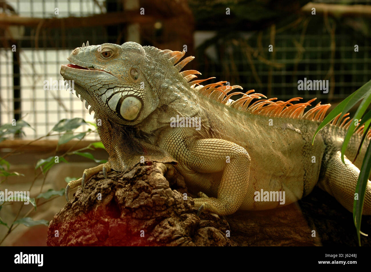 Magnificently hi-res stock photography and images - Alamy