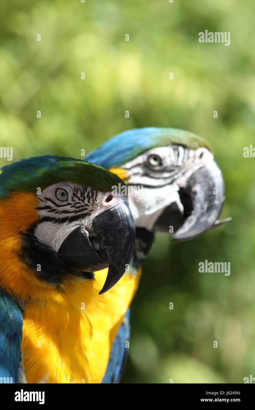 coloured colourful gorgeous multifarious richly coloured parrots blue ...
