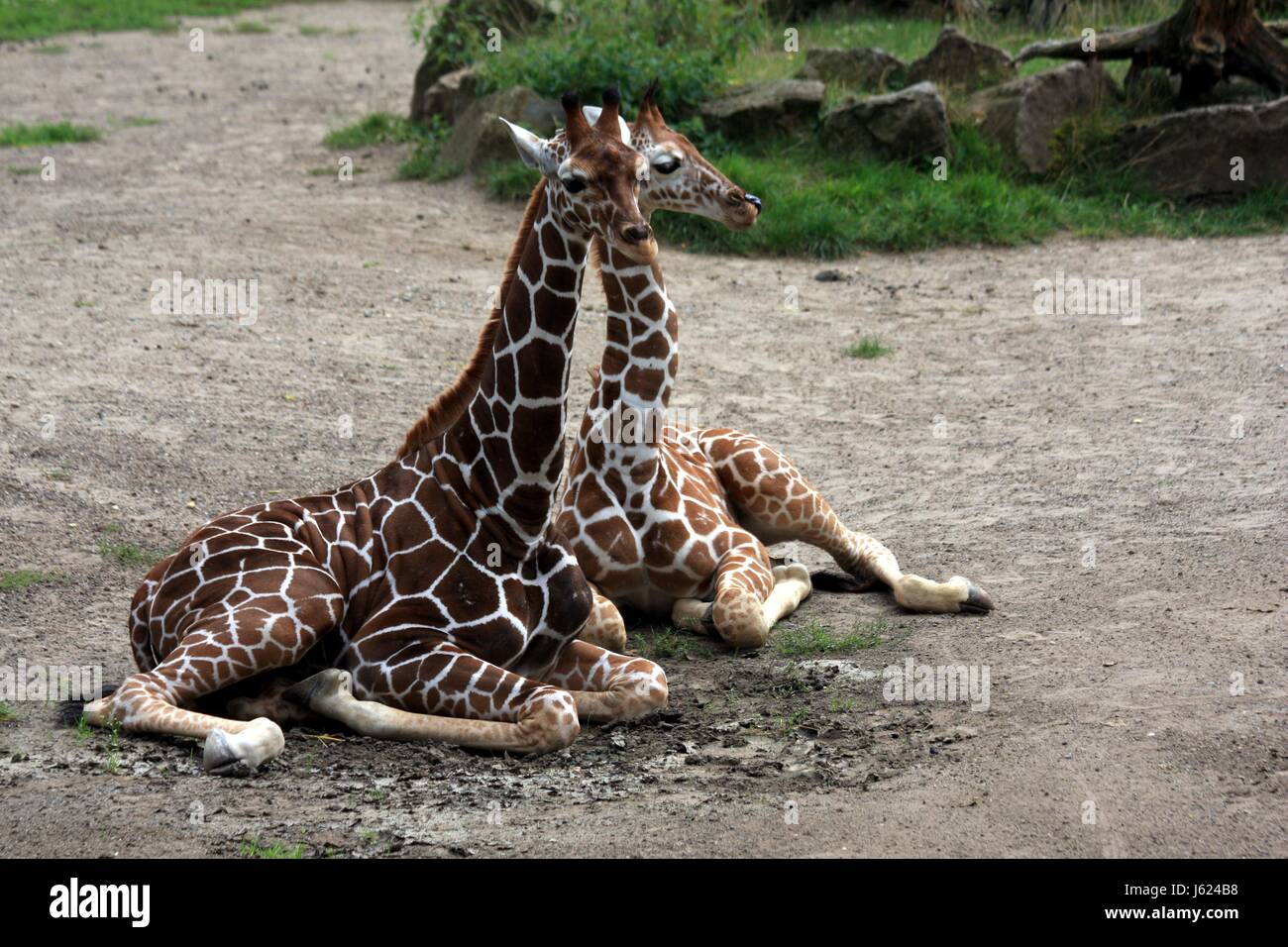 mammal africa giraffe giraffes ruminant siblings brothers and sisters ...