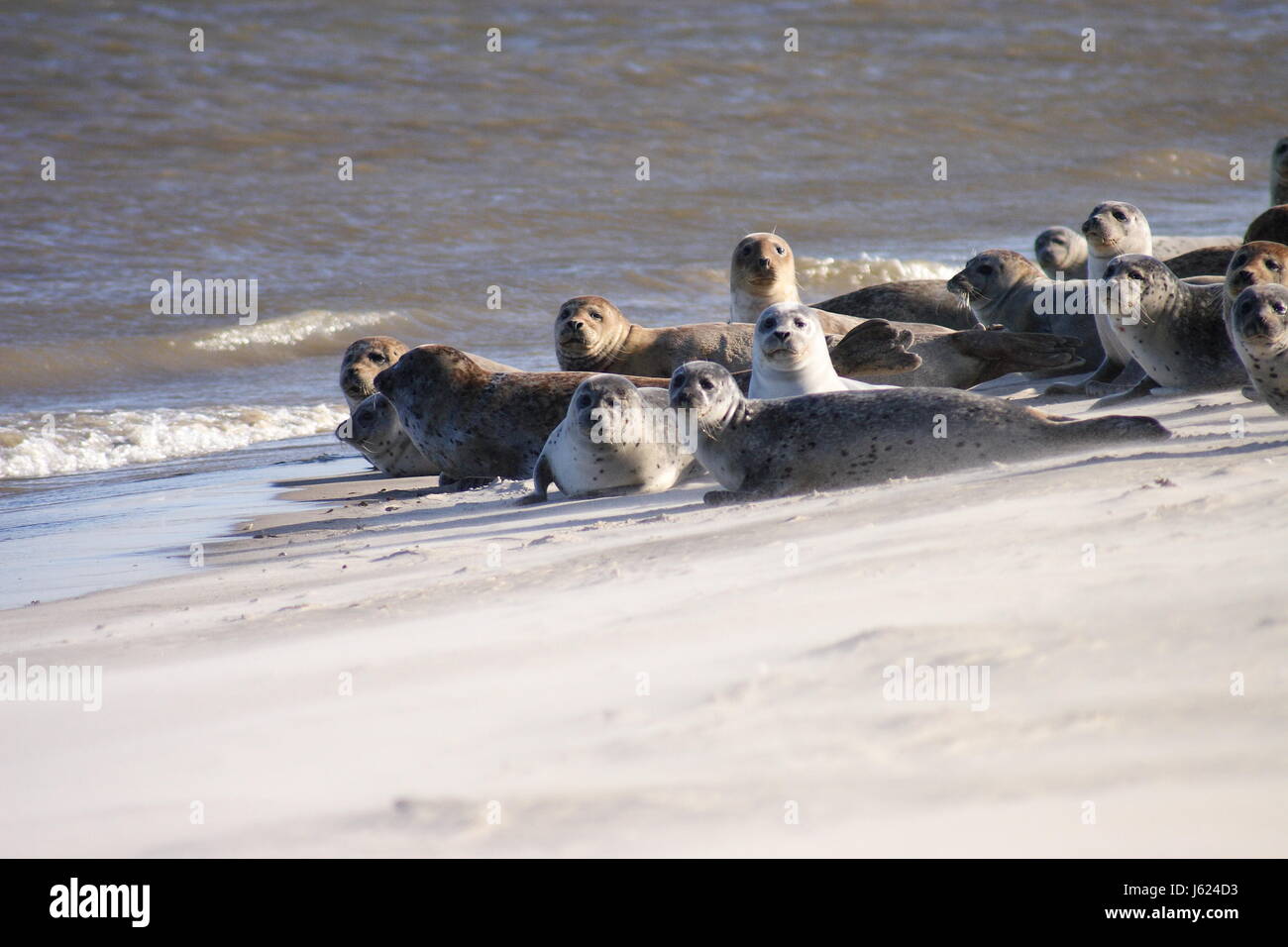 maritime water north sea salt water sea ocean coast seal crawl seals ...