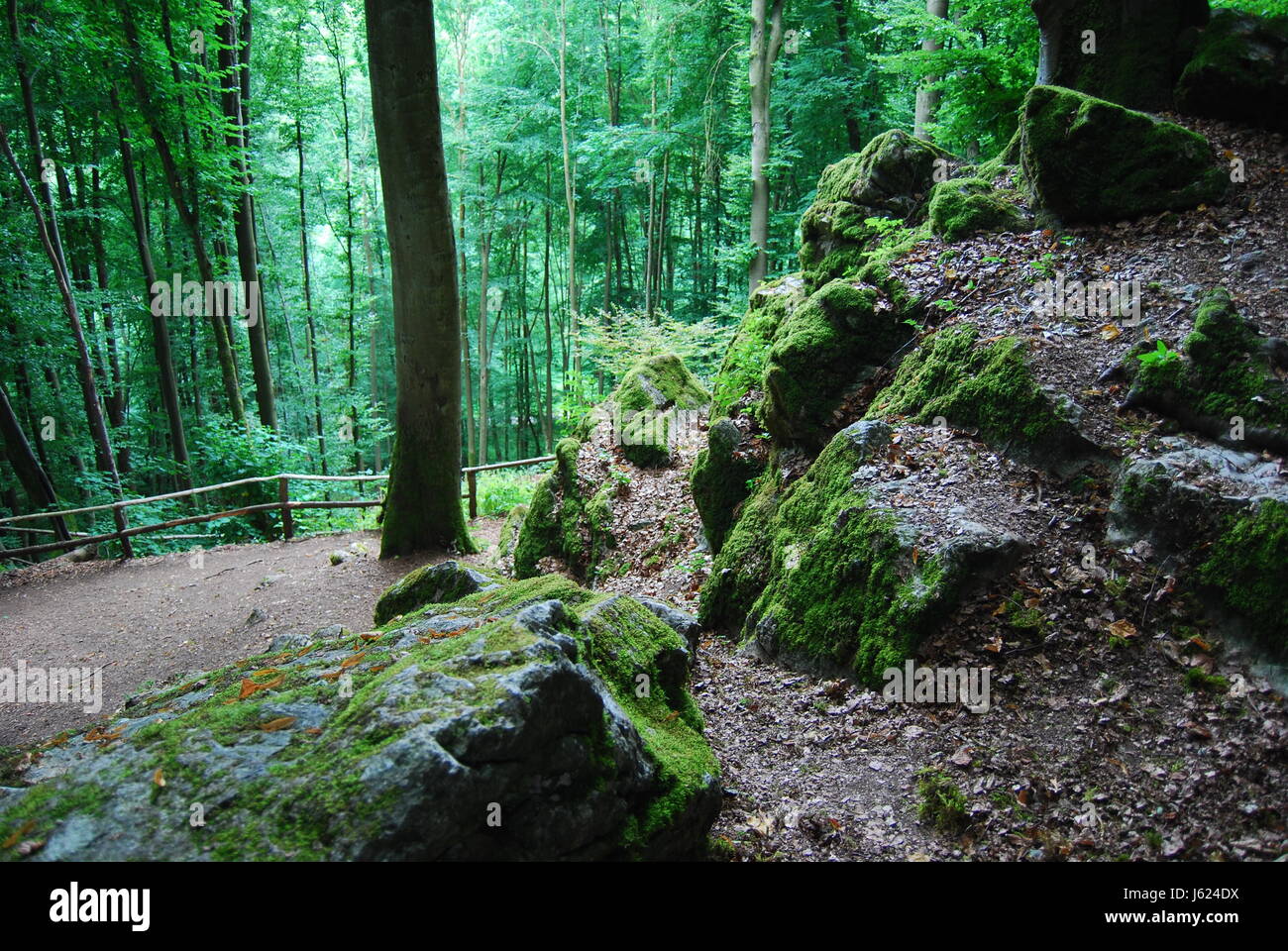 moss path way germany german federal republic forest tree trees rock ...