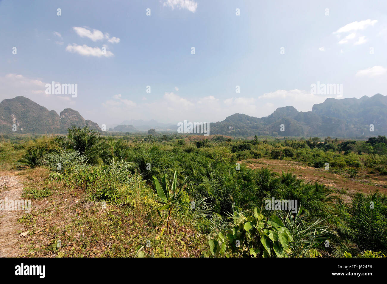 thailand vegetation scenery countryside nature tree trees plant green ...