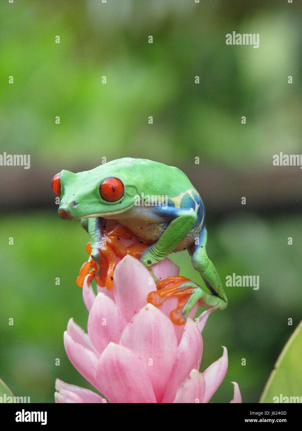 blue green eyes frog greenback tree frog red blue green eyes feet frog ...