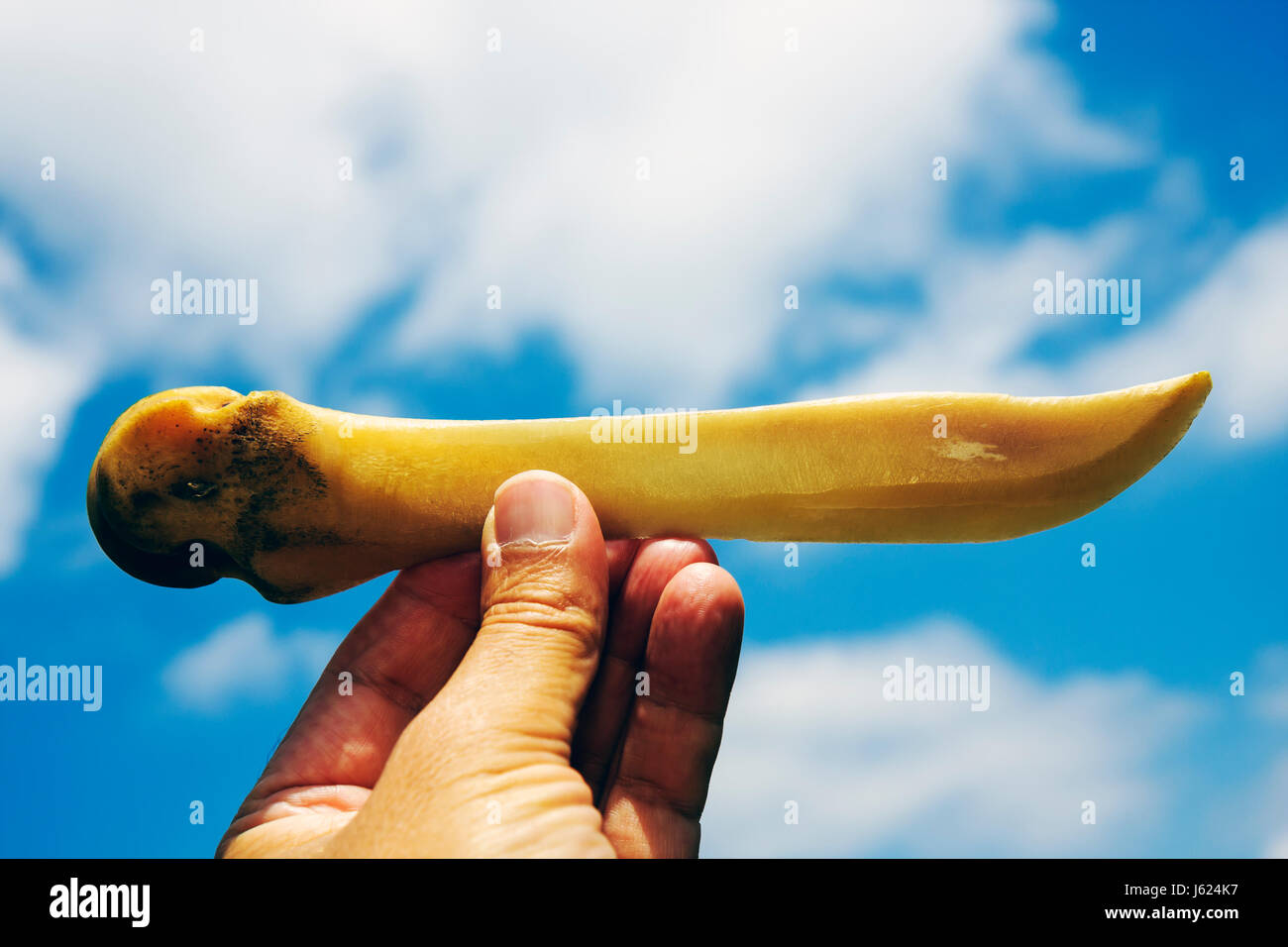 Bison bone tool hi-res stock photography and images - Alamy