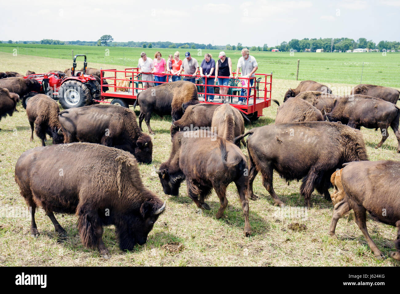 Valparaiso Indiana,Wheeler,Broken Wagon Bison,group,red tractor,herd ...