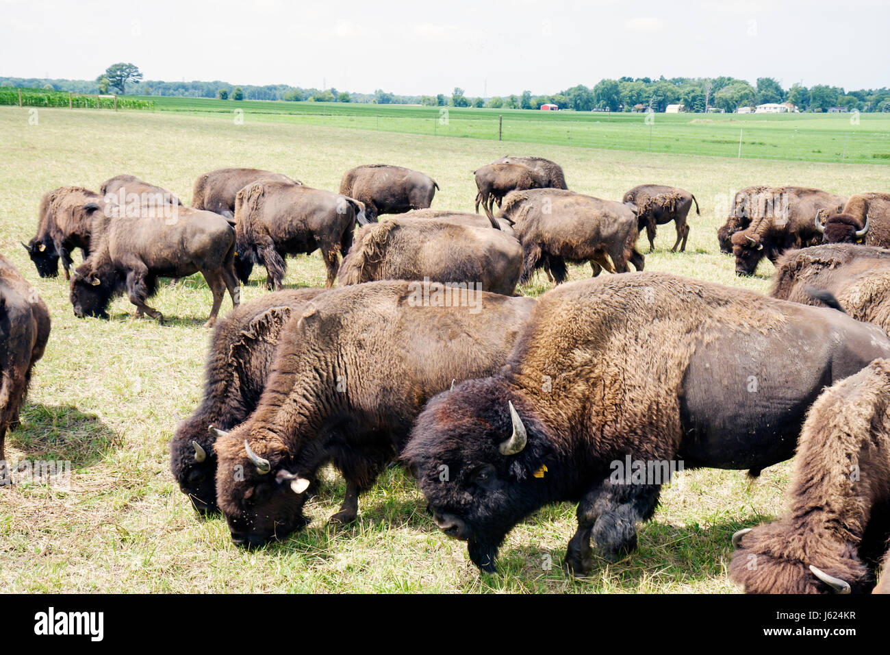 Bison Farm High Resolution Stock Photography and Images - Alamy