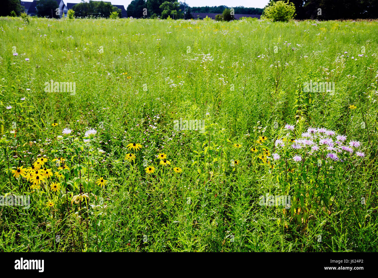 Valparaiso Indiana,Butterfly Meadow,restored prairie,wildflower,Black ...