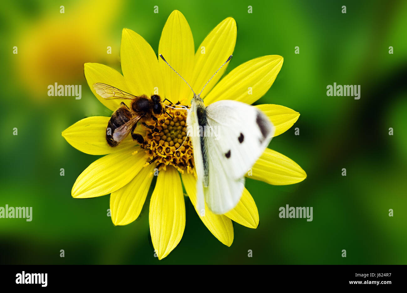 flower plant insects bloom blossom flourish flourishing butterfly ...
