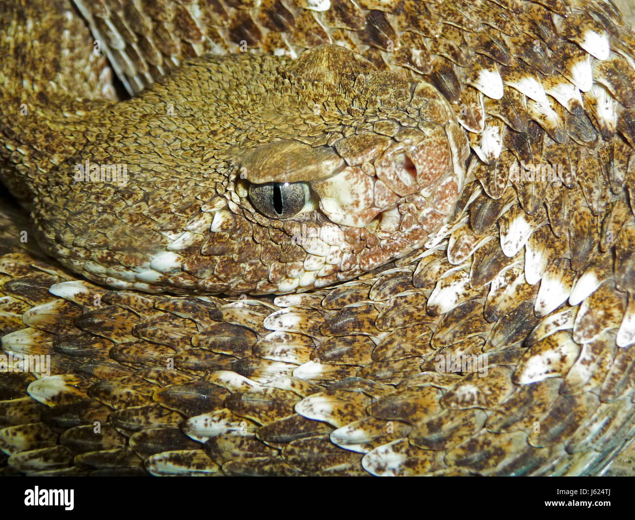 Snake observation hi-res stock photography and images - Alamy