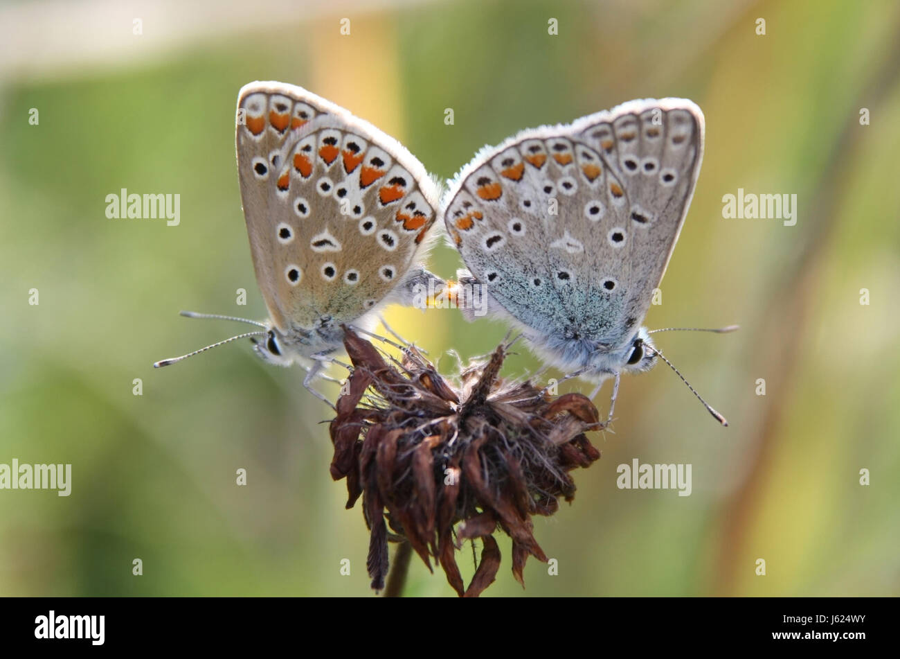 insect fauna butterfly animals moth mating mate couple pair nature ...