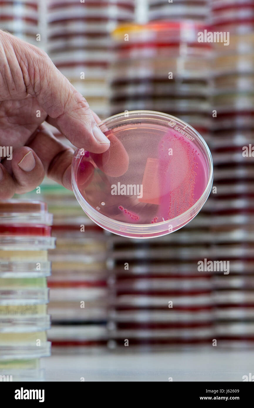 Gram negative bacteria hi-res stock photography and images - Alamy