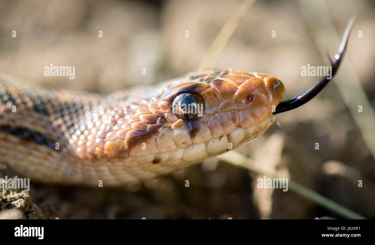 Oregon bull snake hi-res stock photography and images - Alamy