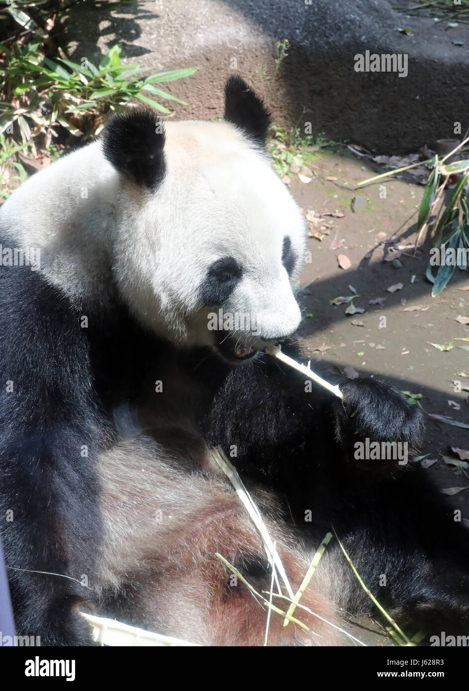 Tokyo, Japan. 19th May, 2017. Female giant panda Shin Shin eats a ...