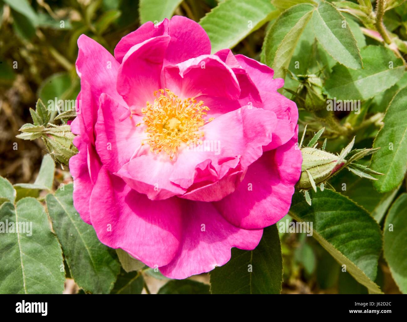 Damascus roses hi-res stock photography and images - Alamy