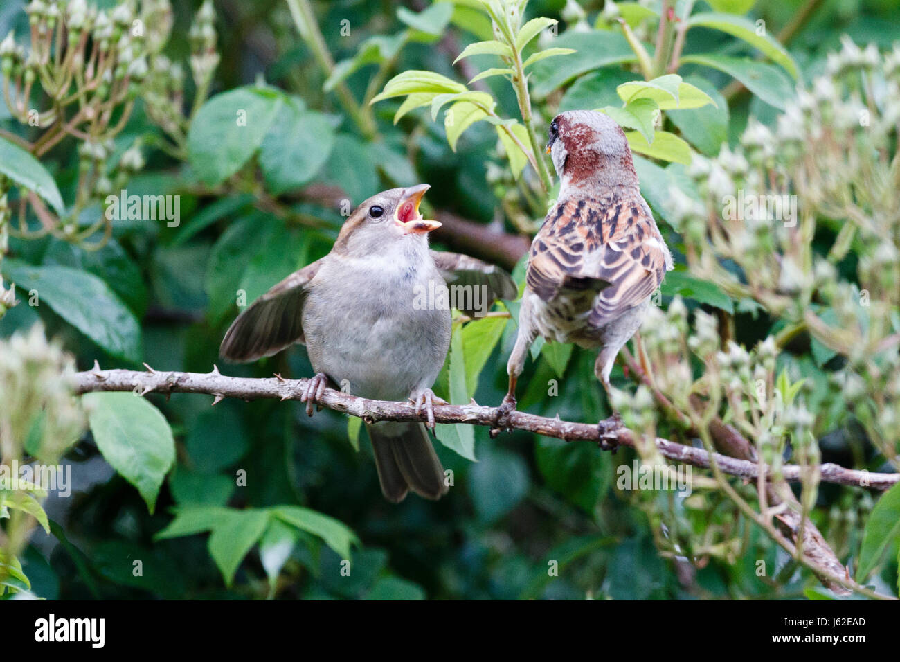 Juvenile house sparrow hi-res stock photography and images - Alamy