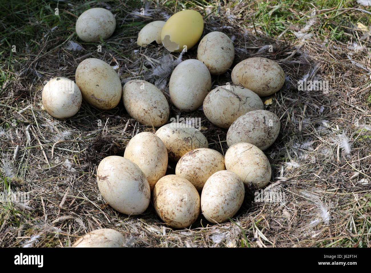 Broken and cold Greater rhea eggs can be seen in an abandoned nest of ...