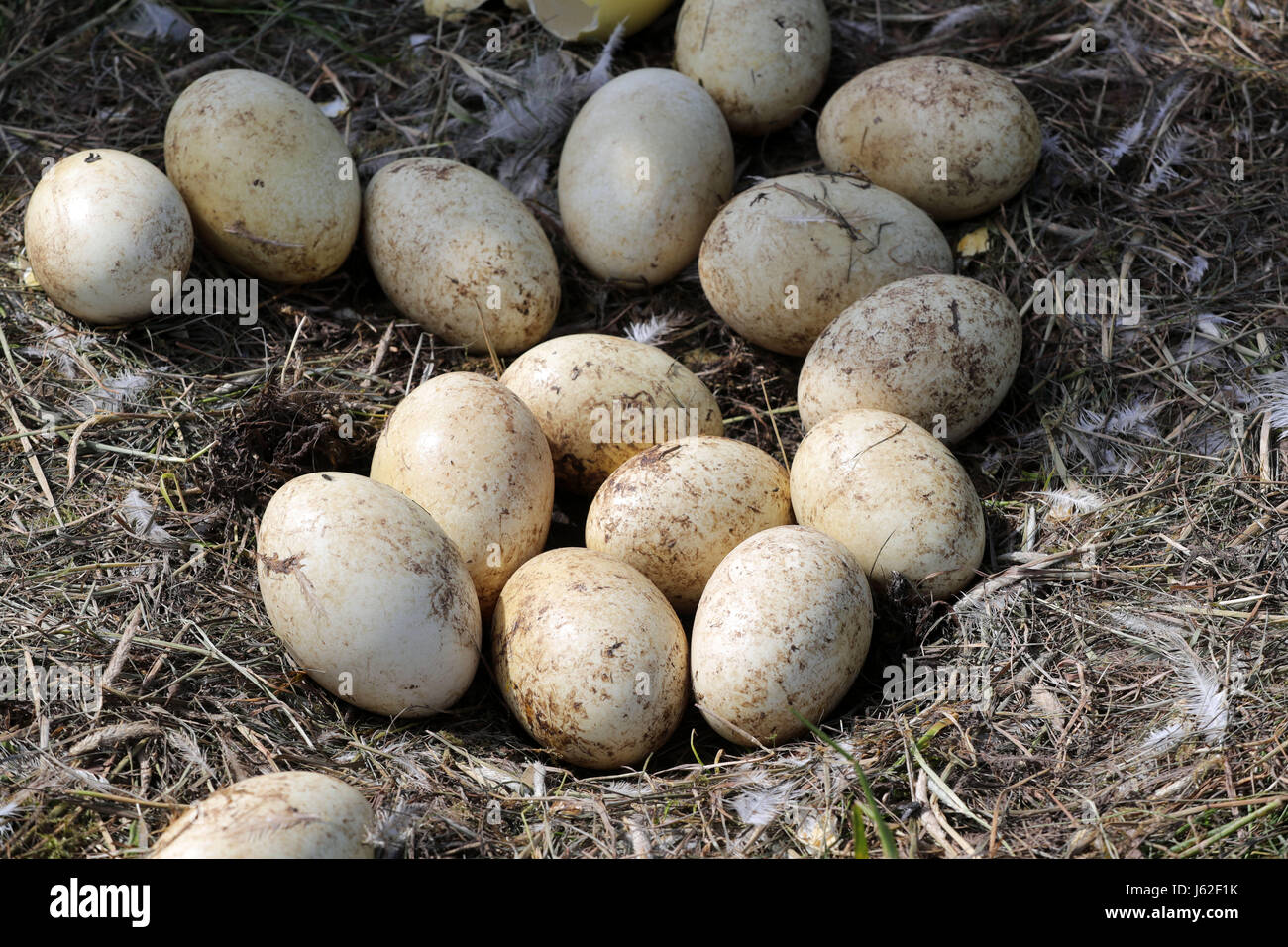 Broken and cold Greater rhea eggs can be seen in an abandoned nest of ...