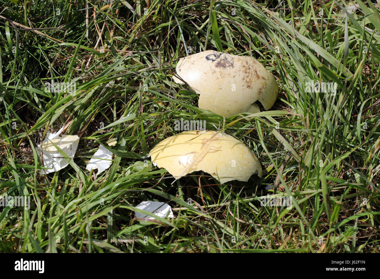 Broken and cold Greater rhea eggs can be seen in an abandoned nest of ...