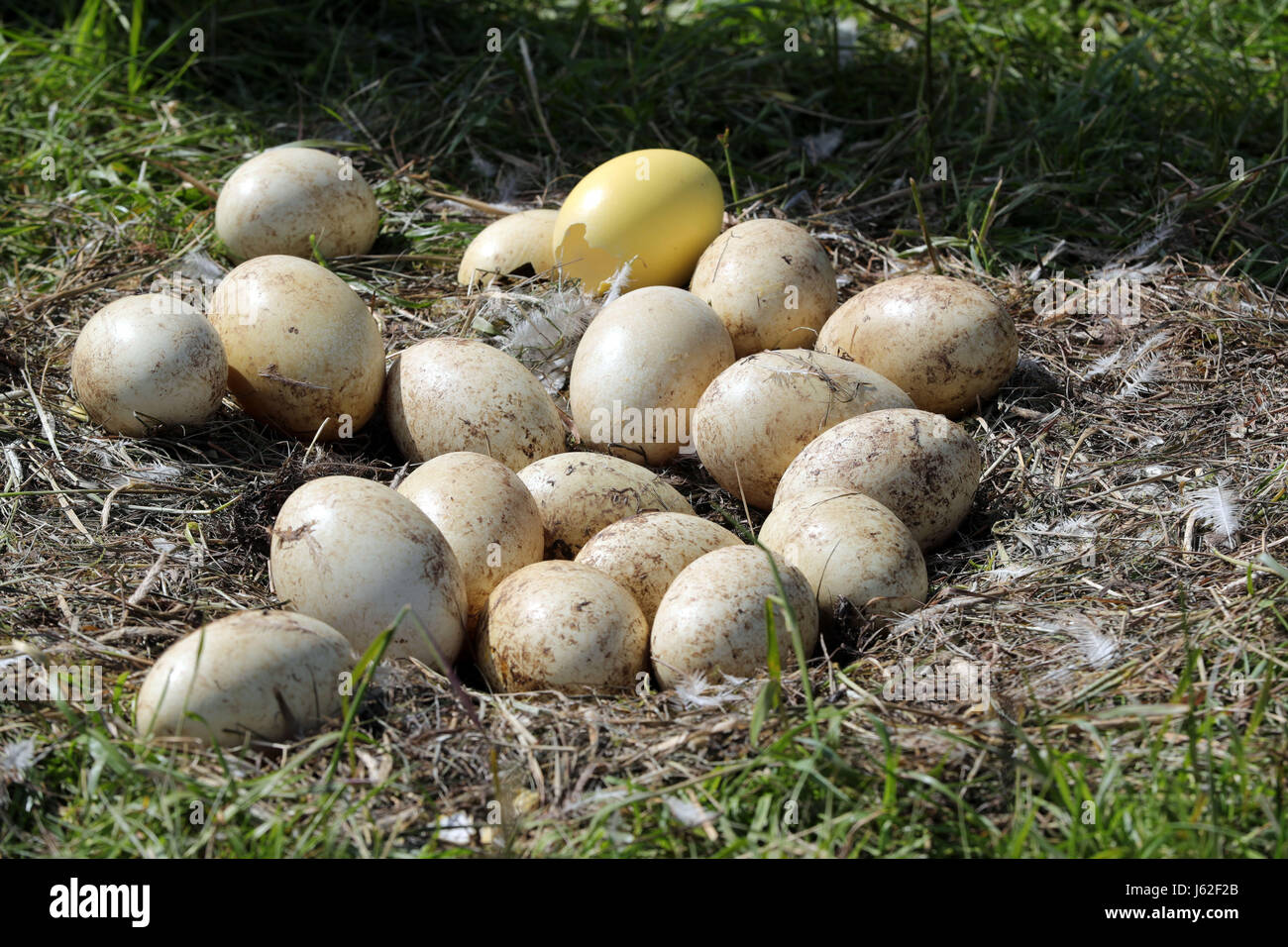 Broken and cold Greater rhea eggs can be seen in an abandoned nest of ...