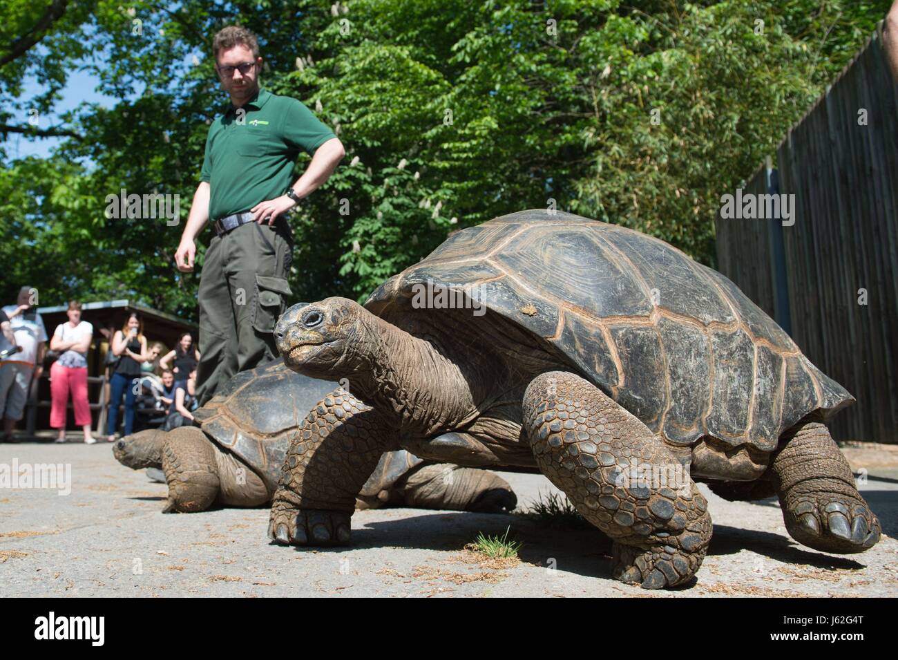 Dresden, Germany. 17th May, 2017. Two Aldabra giant tortoises walk from ...