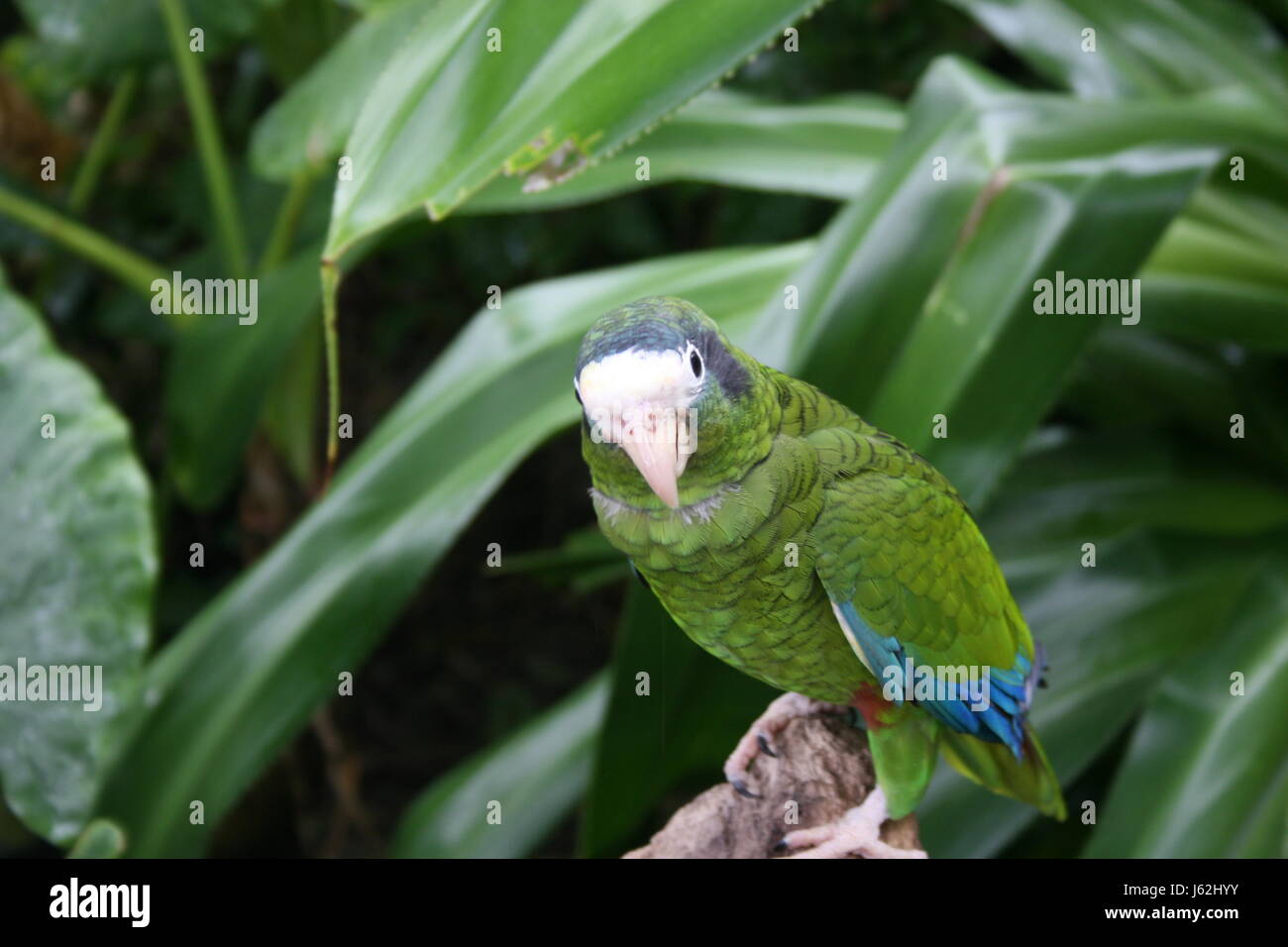 green and white fronted amazon Stock Photo - Alamy