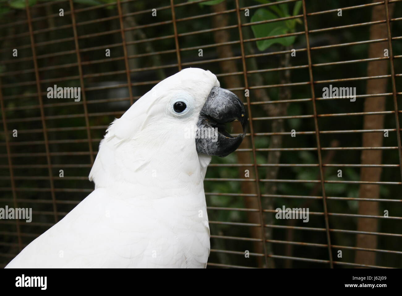 feathers beak cockatoo beaks parrot talk speaking speaks spoken speak ...