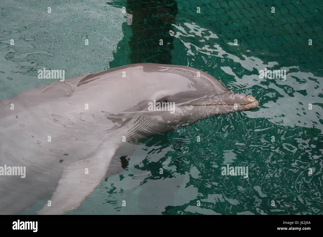 mammal fish atlantic ocean salt water sea ocean water pinball dolphin ...