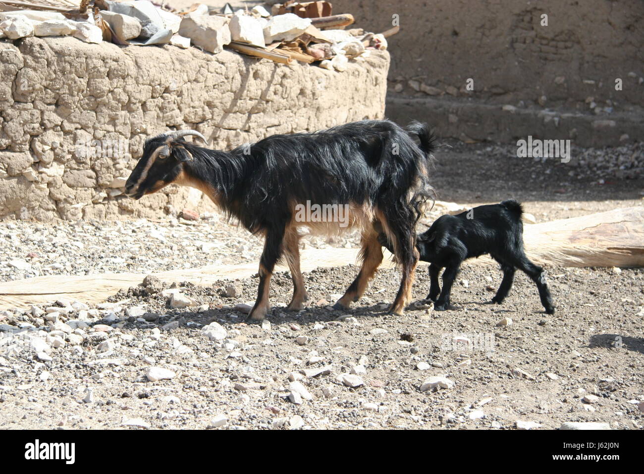 desert wasteland mammal goat egypt hard small animal sparse stinted ...