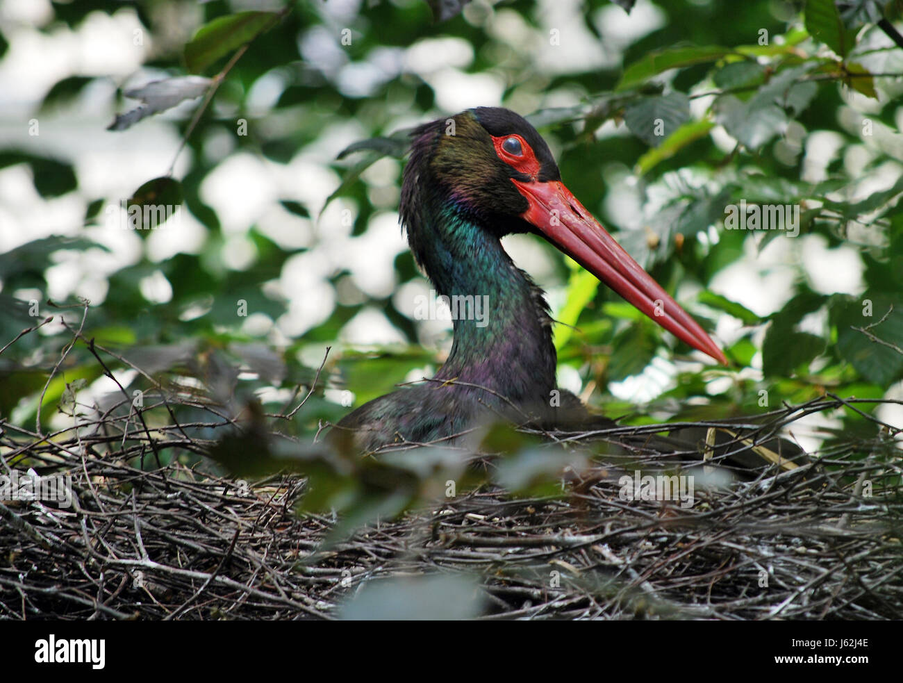 bird birds feathers beak brood offspring stork nest eggs beaks animal ...