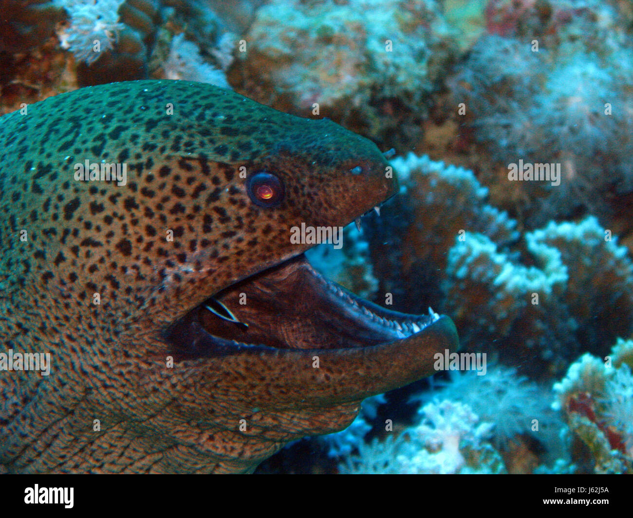 mouth teeth fish underwater tooth salt water sea ocean water travel ...